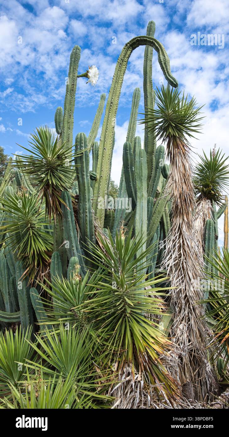 Tall cactus with white bloom among yucca and agave plants in cactus ...