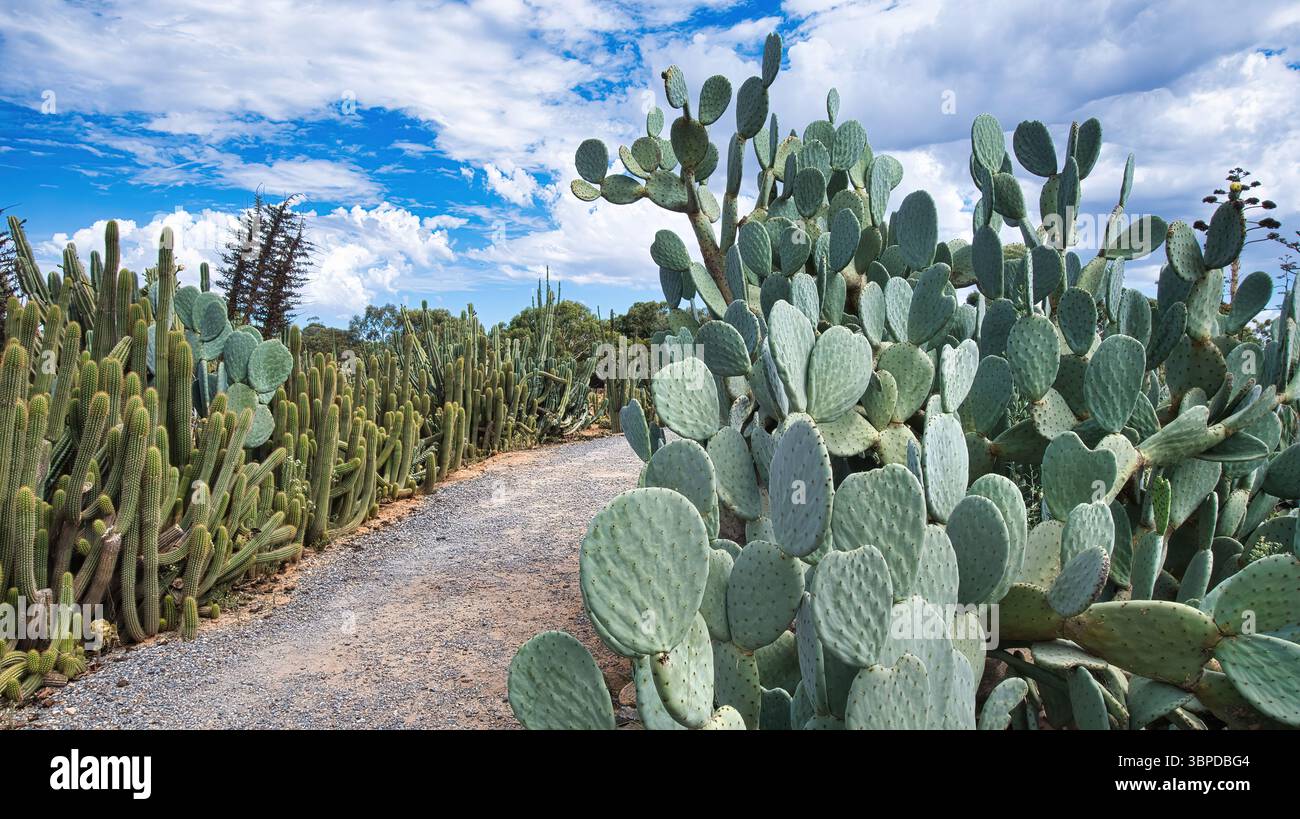 Pathway winding through dense prickly pear cactus grove in desert ...