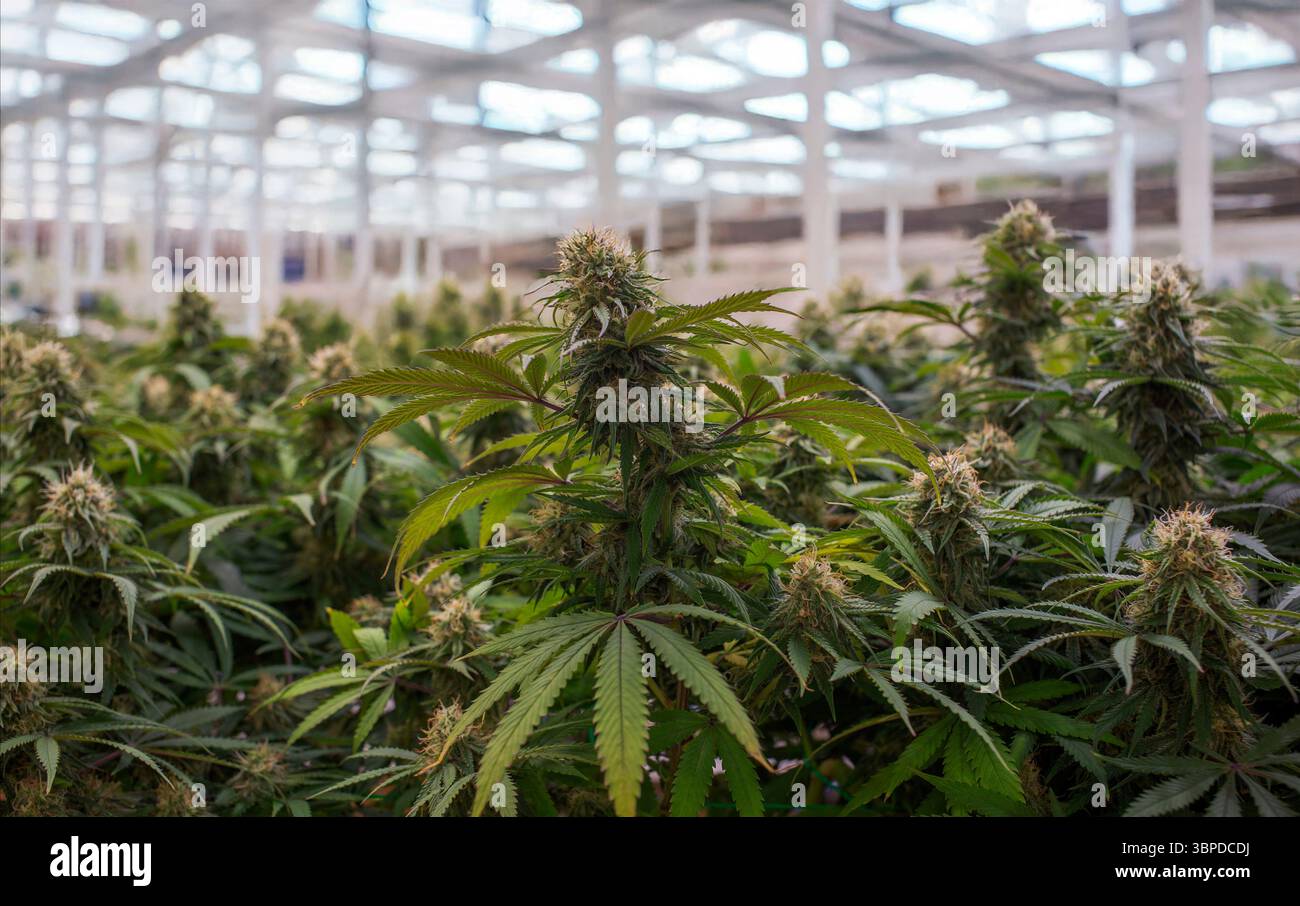 Medical marijuana plants grown indoors with artificial light in a ...