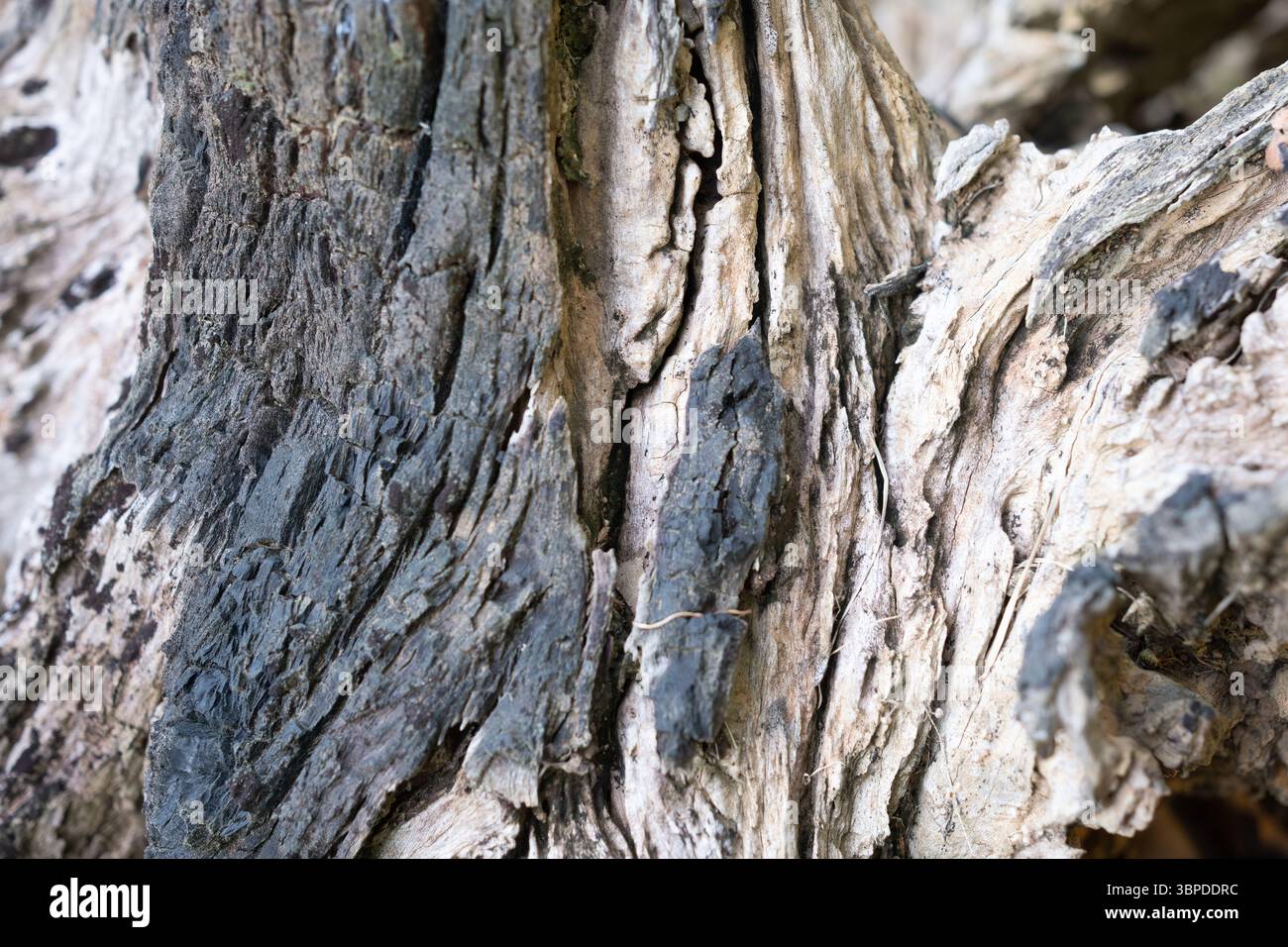 Detailed view of weathered oak bark featuring deep fissures and varied ...