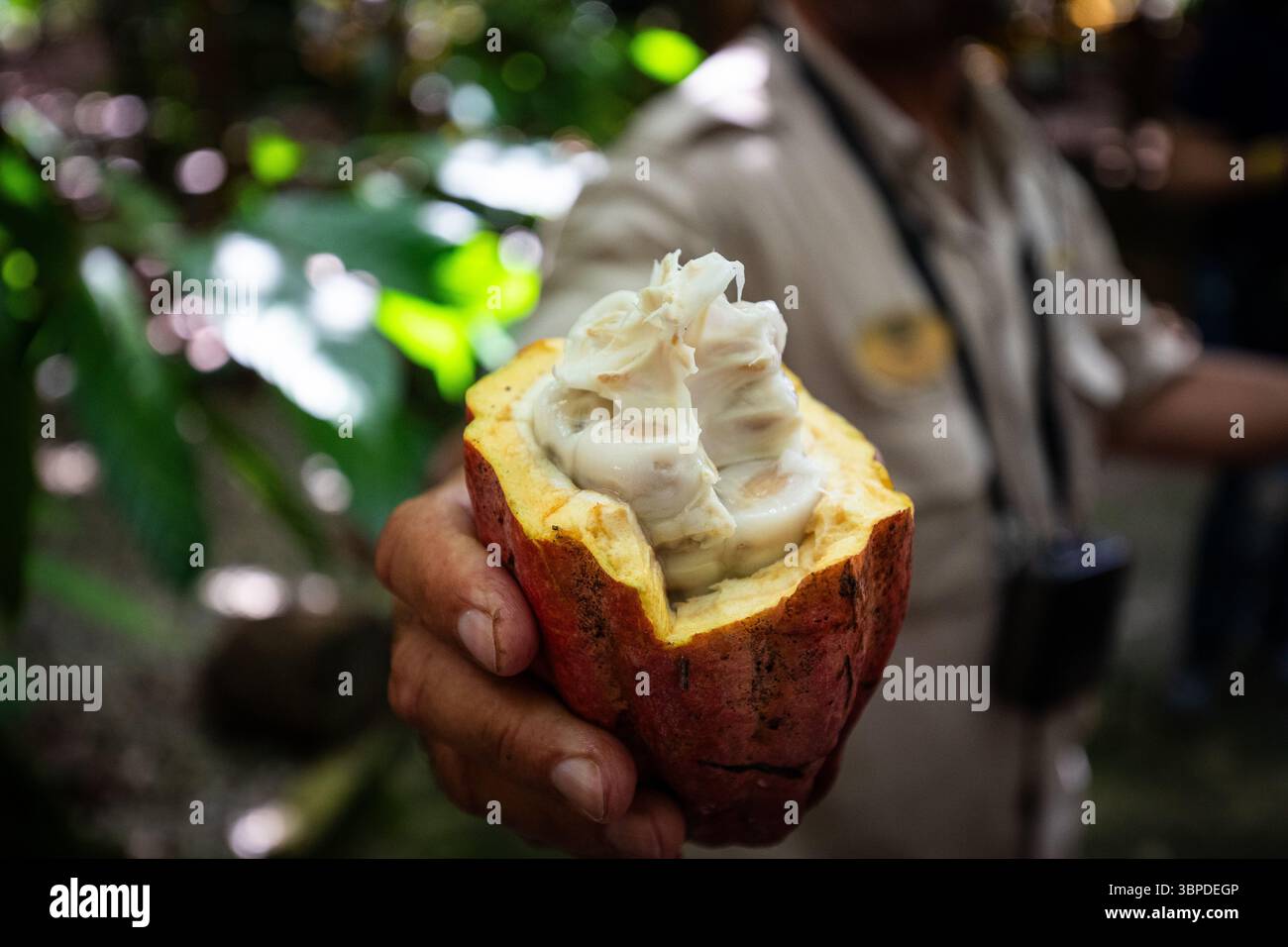 A close-up of a freshly opened cacao pod reveals white cacao pulp, held ...