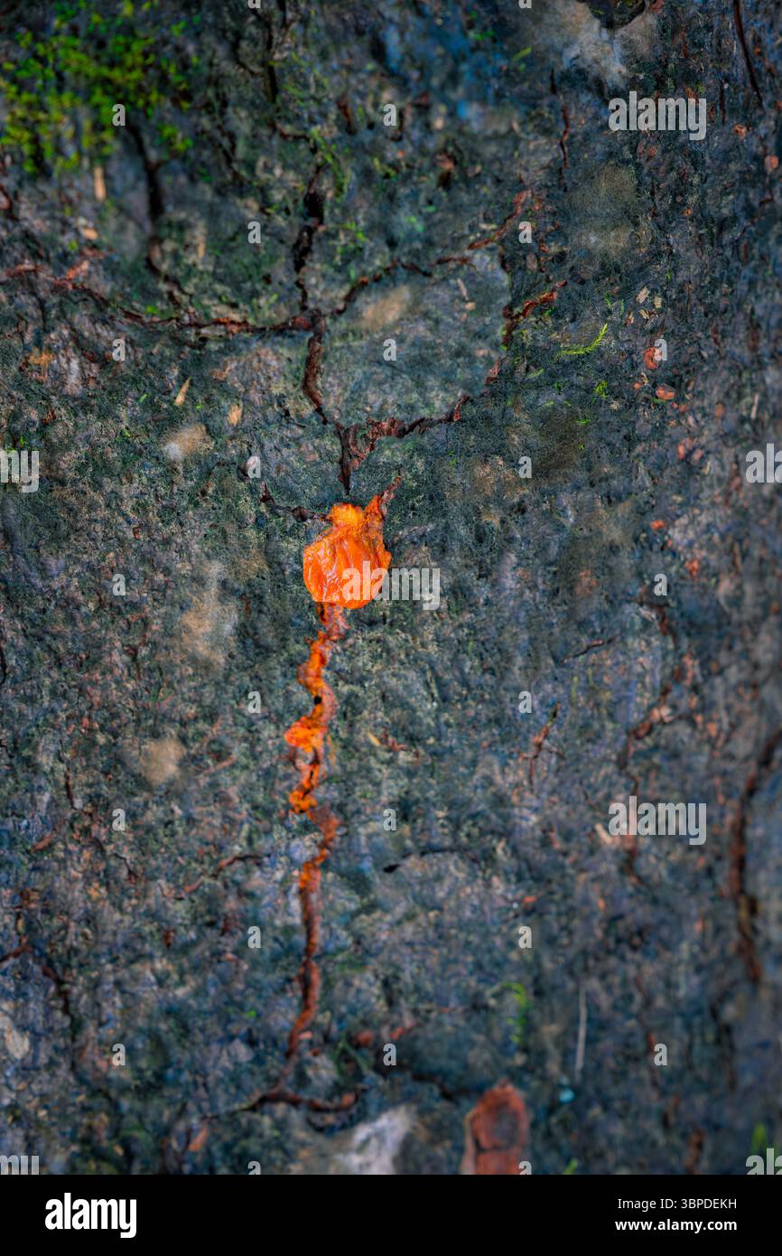 A vivid amber resin drop oozes from rugged tree bark, tracing an ...