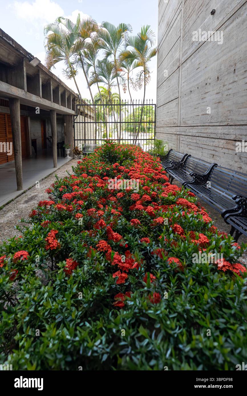 A vibrant garden of red Ixora flowers in bloom lines a walkway beside ...