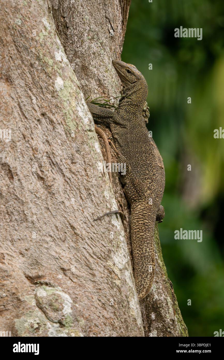 Clouded Monitor - Varanus nebulosus, beautiful large monitor lizard ...