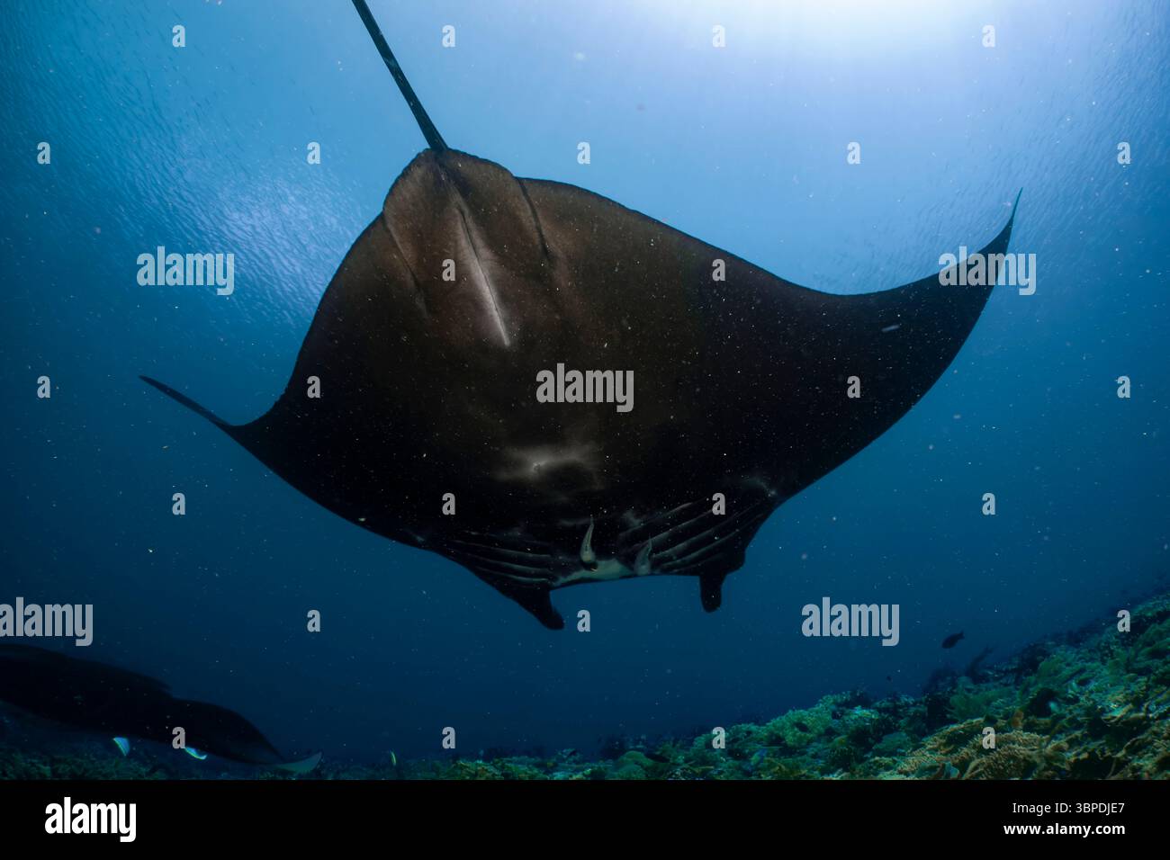 A giant manta ray gracefully spreads wings and glides over diver in ...