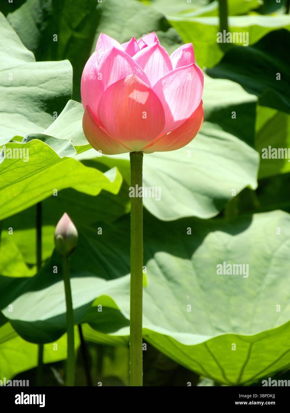 Lotus flowers are in full bloom at Longtan Park in Beijing, China, 5 ...