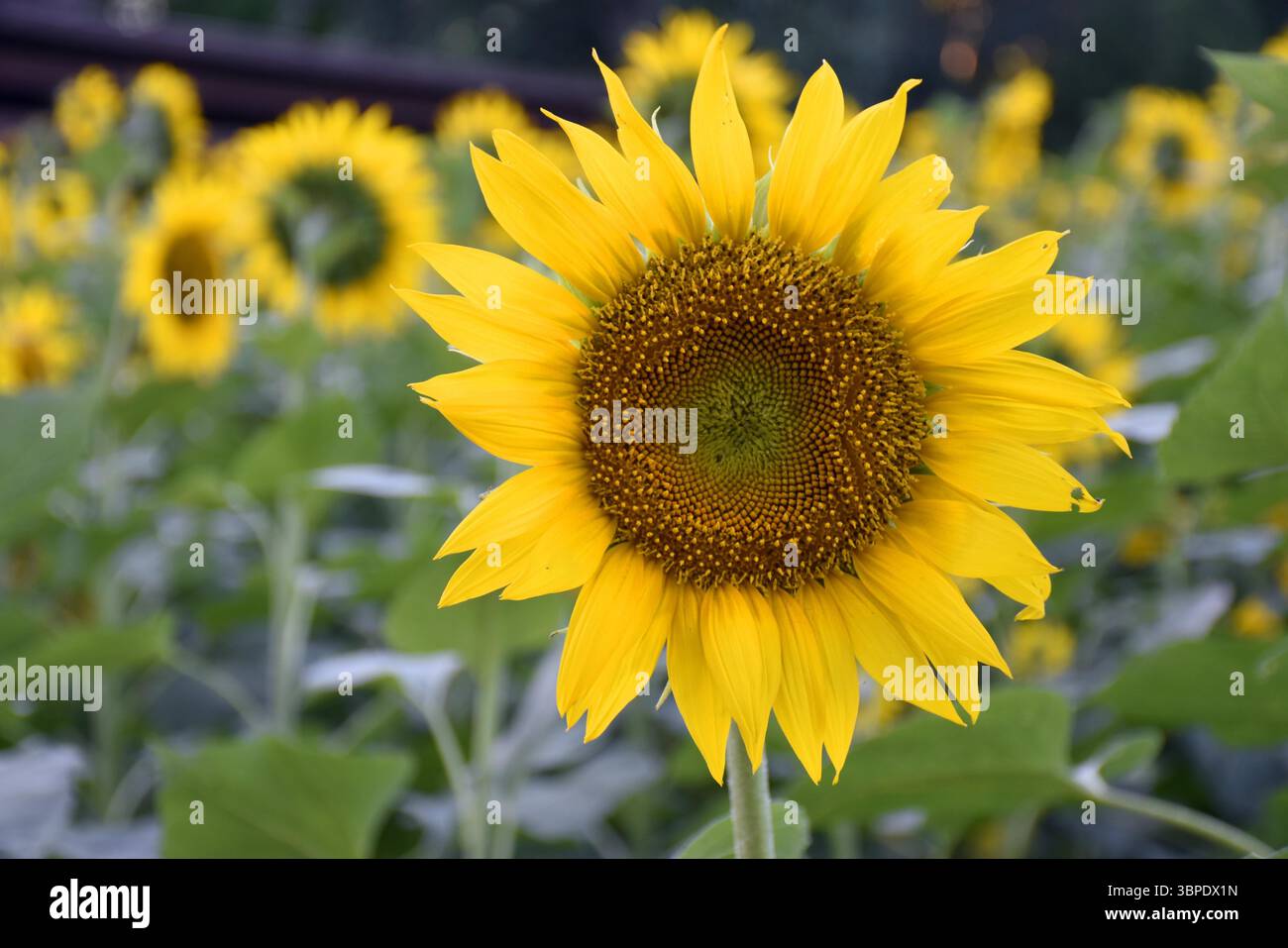 Sunflowers are in full bloom at the Olympic Green in Beijing, China, 5 ...