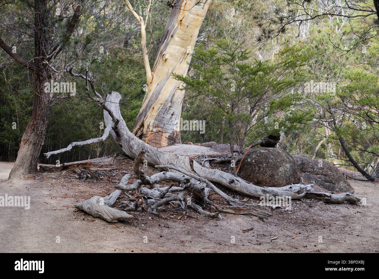 Dead wood is an integral part of the ecosystem - Freycinet Peninsula ...
