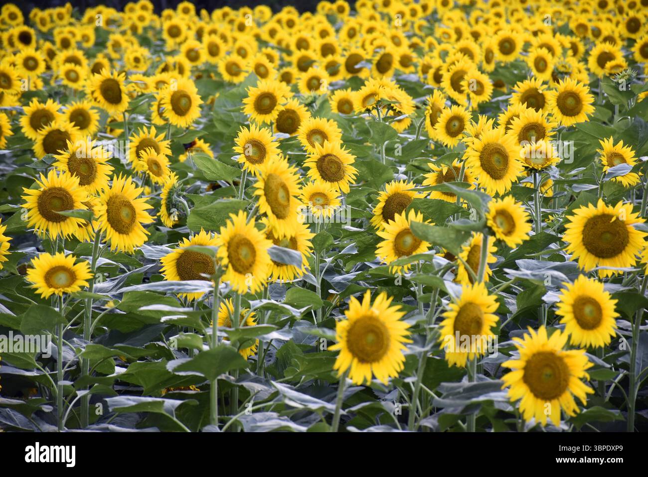 Sunflowers are in full bloom at the Olympic Green in Beijing, China, 5 ...