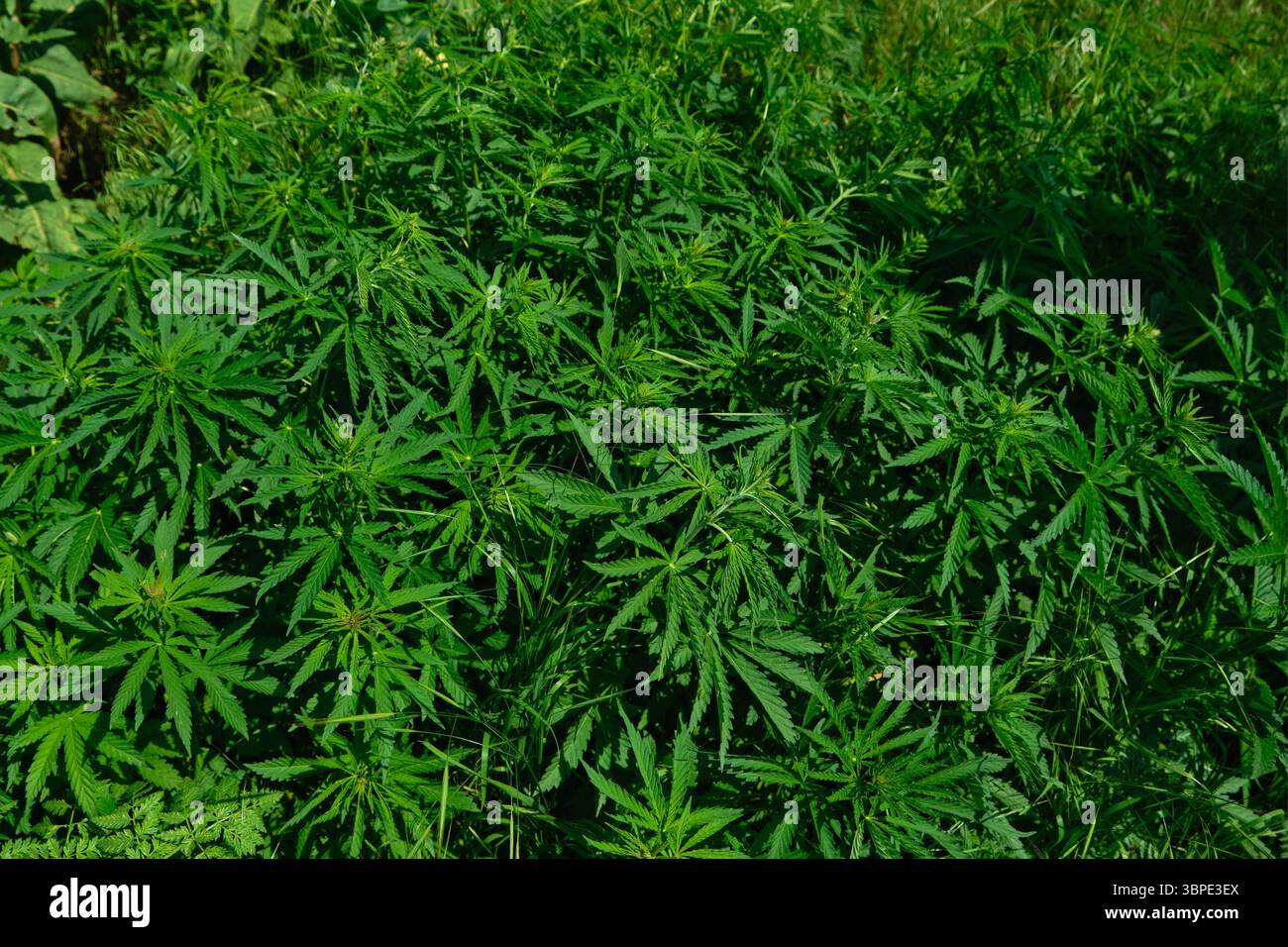Background from marijuana plants. Hemp leaves and seeds. Legalization ...