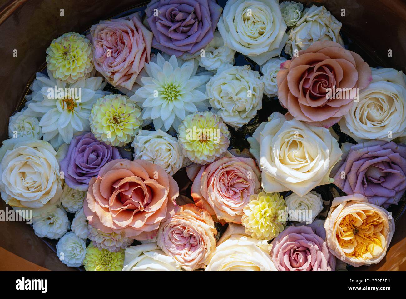 flowers floating in a water tub display Stock Photo - Alamy