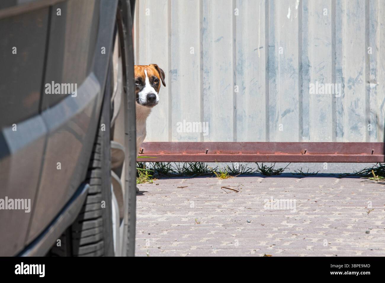 jack russell terrier stands near the car guarding the yard Stock Photo ...