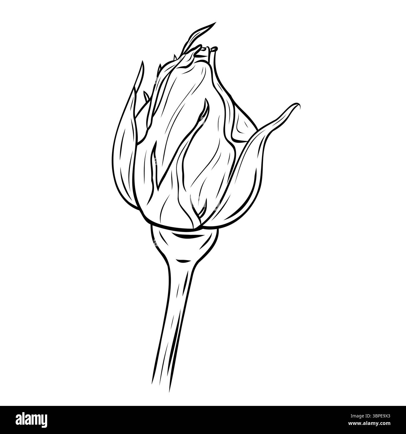 Gorgeous open rose bud with large petals. Graphic line art hand drawn ...
