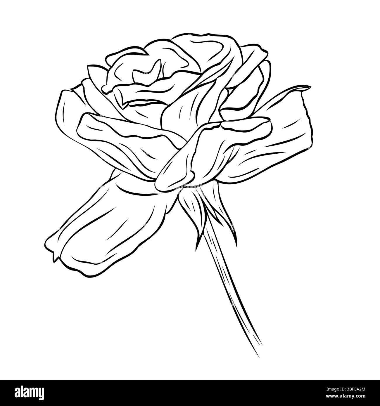 Gorgeous open rose bud with large petals. Graphic line art hand drawn ...