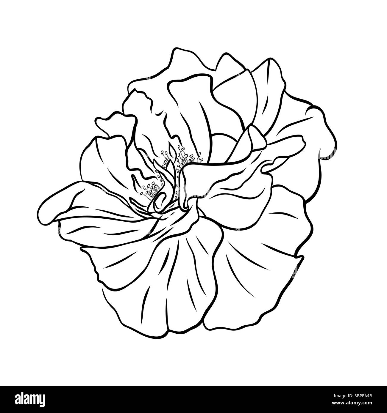 Gorgeous open rose bud with large petals. Graphic line art hand drawn ...