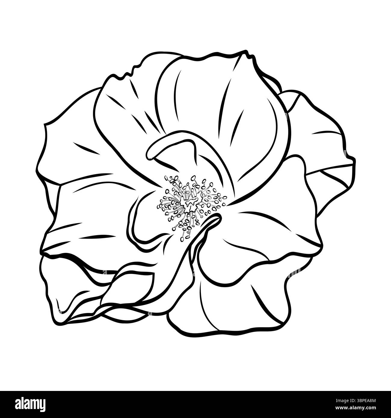 Gorgeous open rose bud with large petals. Graphic line art hand drawn ...
