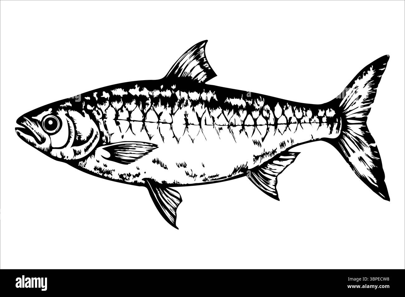 Illustration of a detailed fish, showcasing its scales and fins. The ...