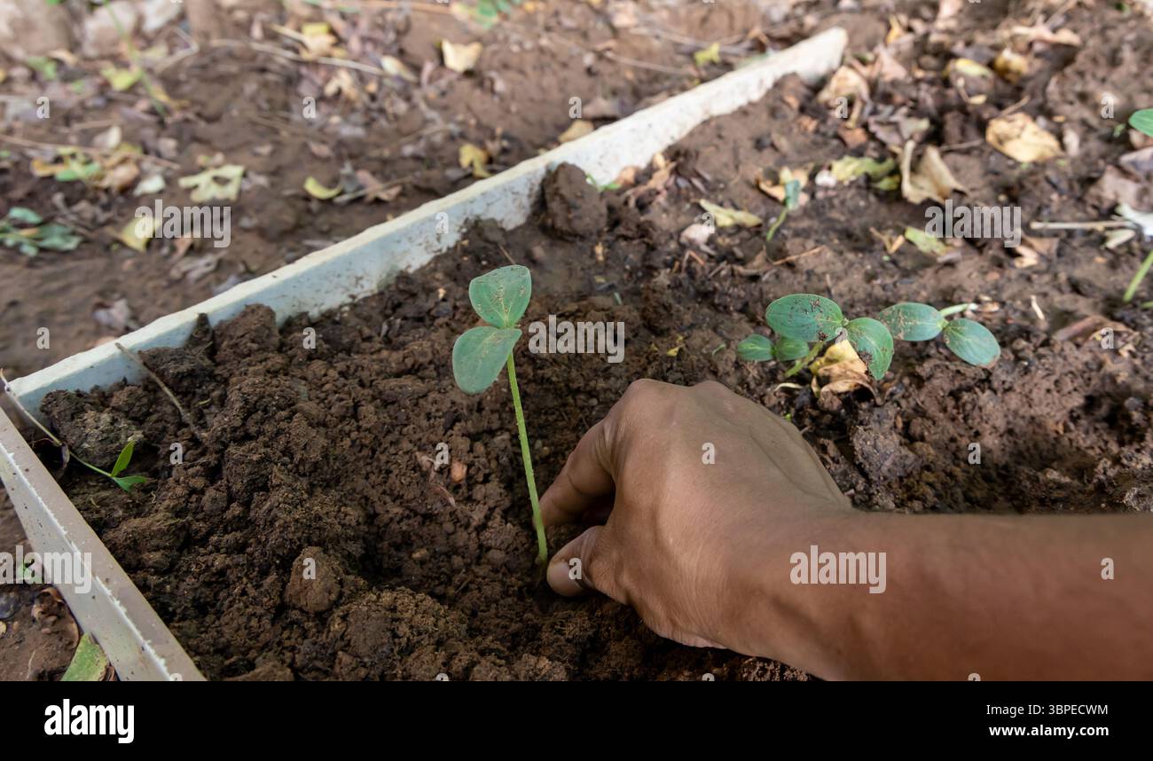 Rerouting small sapling farmer hand hi-res stock photography and images ...