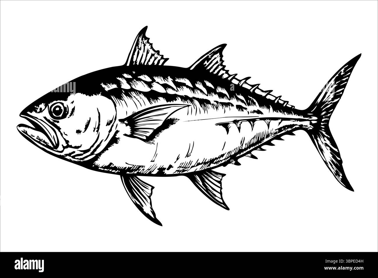 Bluefin tuna catch aquaculture Stock Vector Images - Alamy
