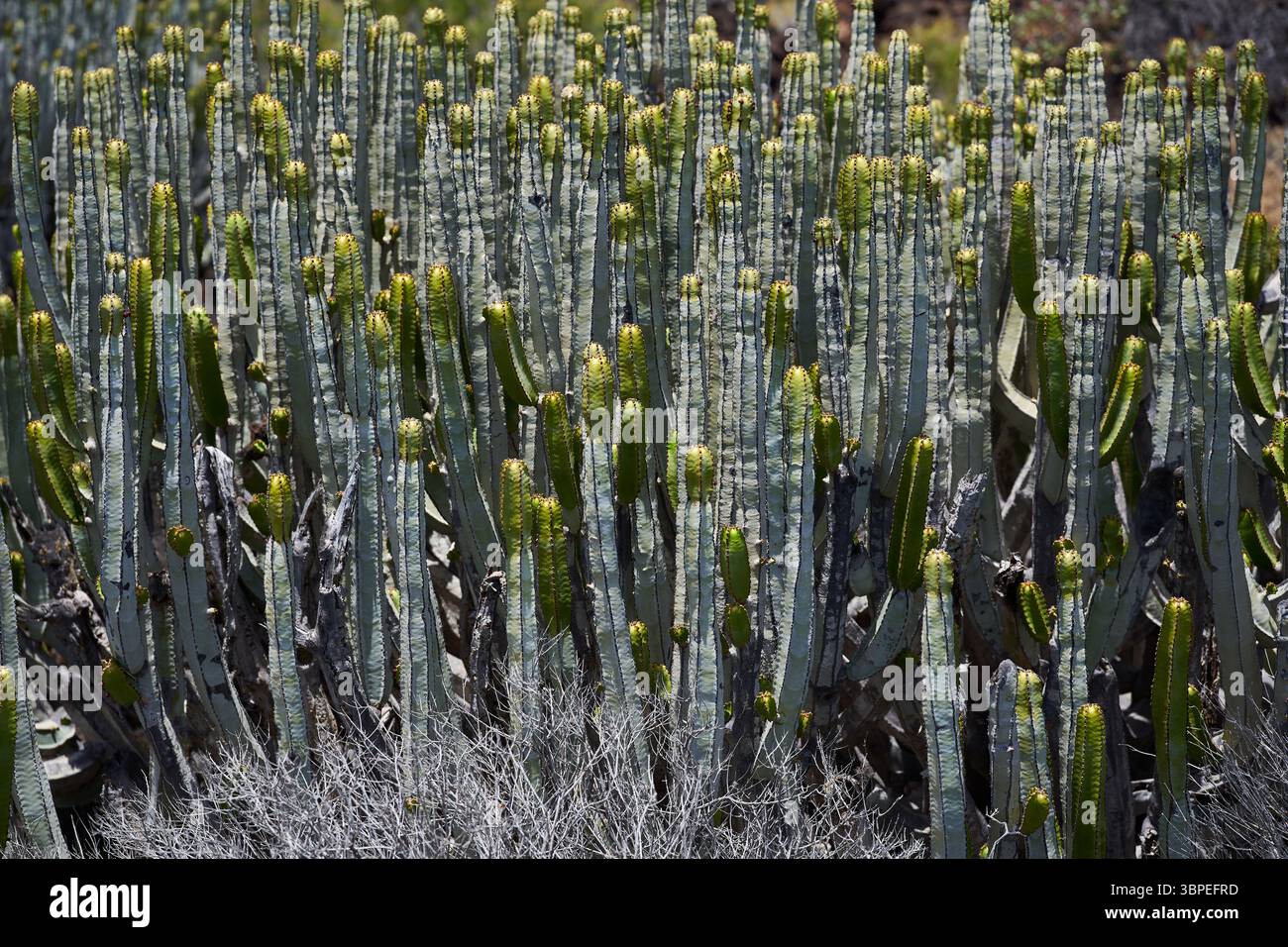Cluster of Euphorbia canariensis cacti growing on volcanic terrain ...