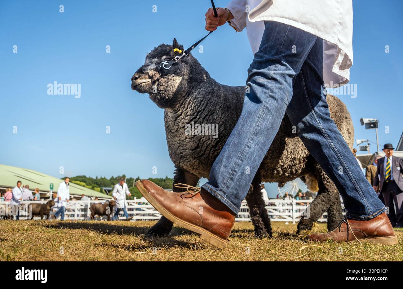 Sheep parade in a show ring, during the opening day of the Great ...
