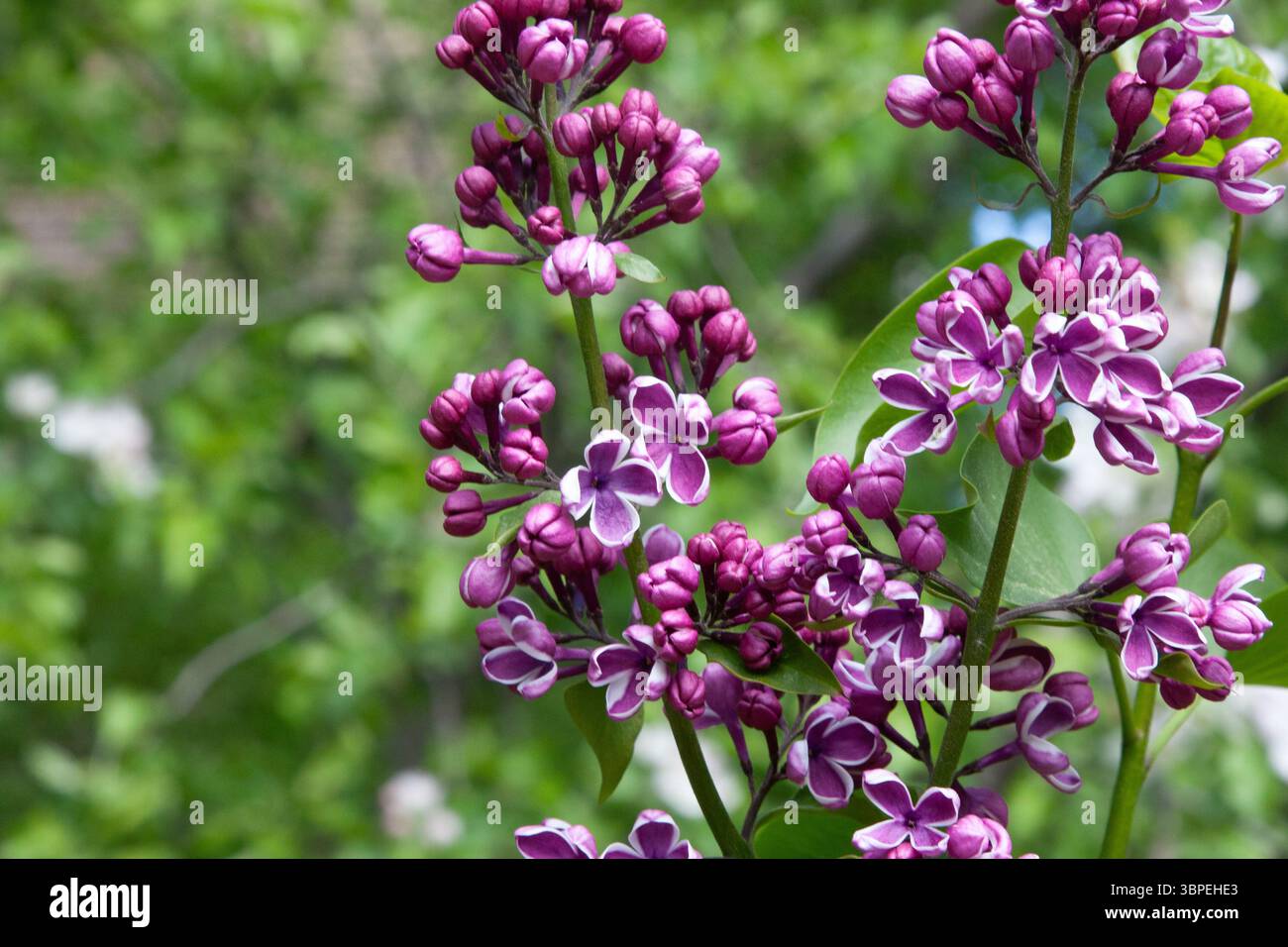 Pink flower. A sprig of lilac with a beautiful white border of petals ...