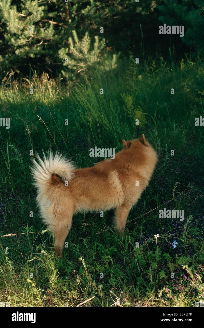 red dog in the forest Stock Photo - Alamy