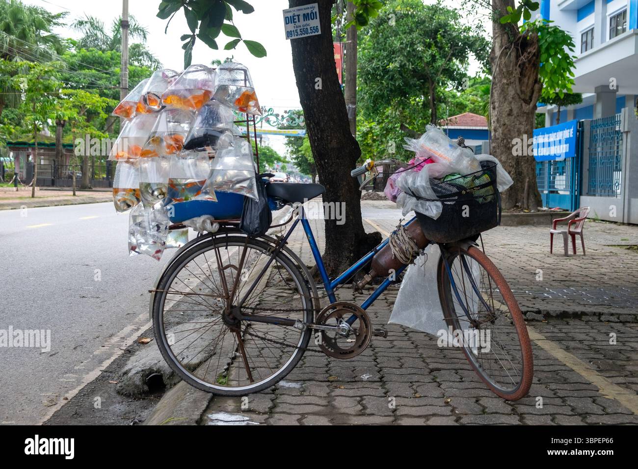Street Fish Vendor Bicycle with Plastic Bags of Live Fish in Vietnam ...