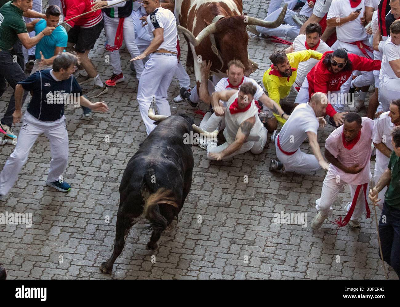 A lone bull, or '''suelto" fighting bull from the ranch of Cebada Gago ...