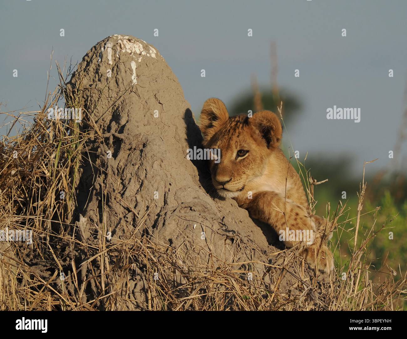 The African lion is the apex predator of the continent. With the ...
