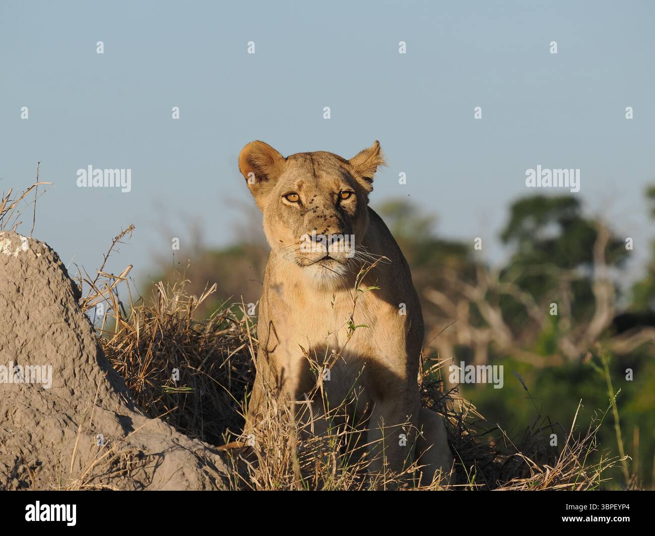 The African lion is the apex predator of the continent. With the ...