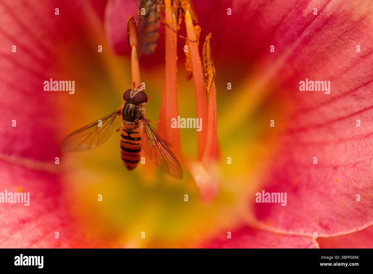Detailed hoverfly body closeup hi-res stock photography and images - Alamy