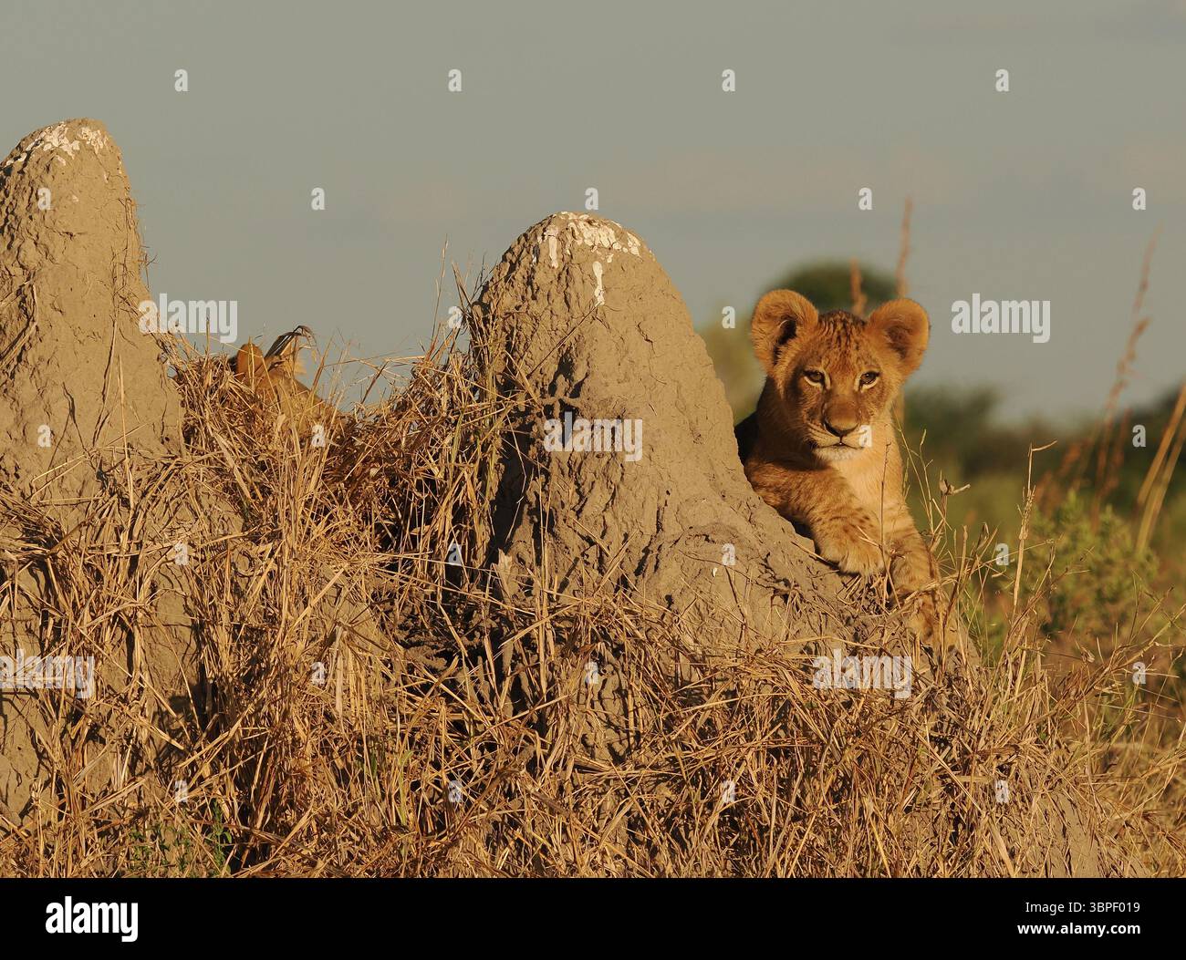 The African lion is the apex predator of the continent. With the ...