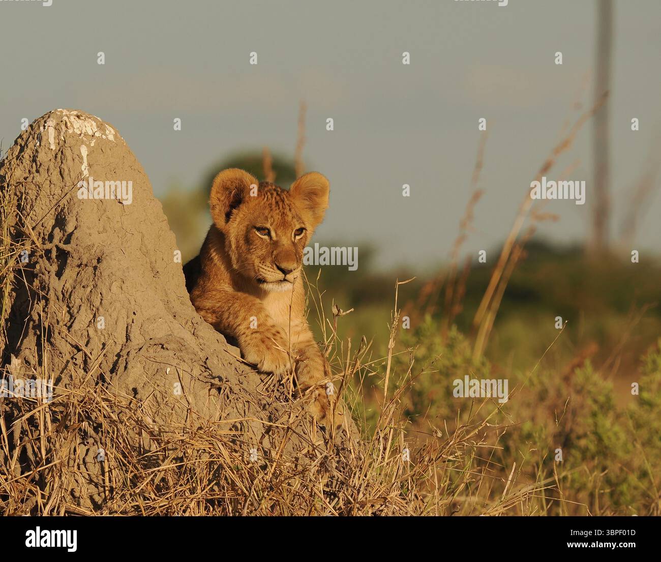 The African lion is the apex predator of the continent. With the ...
