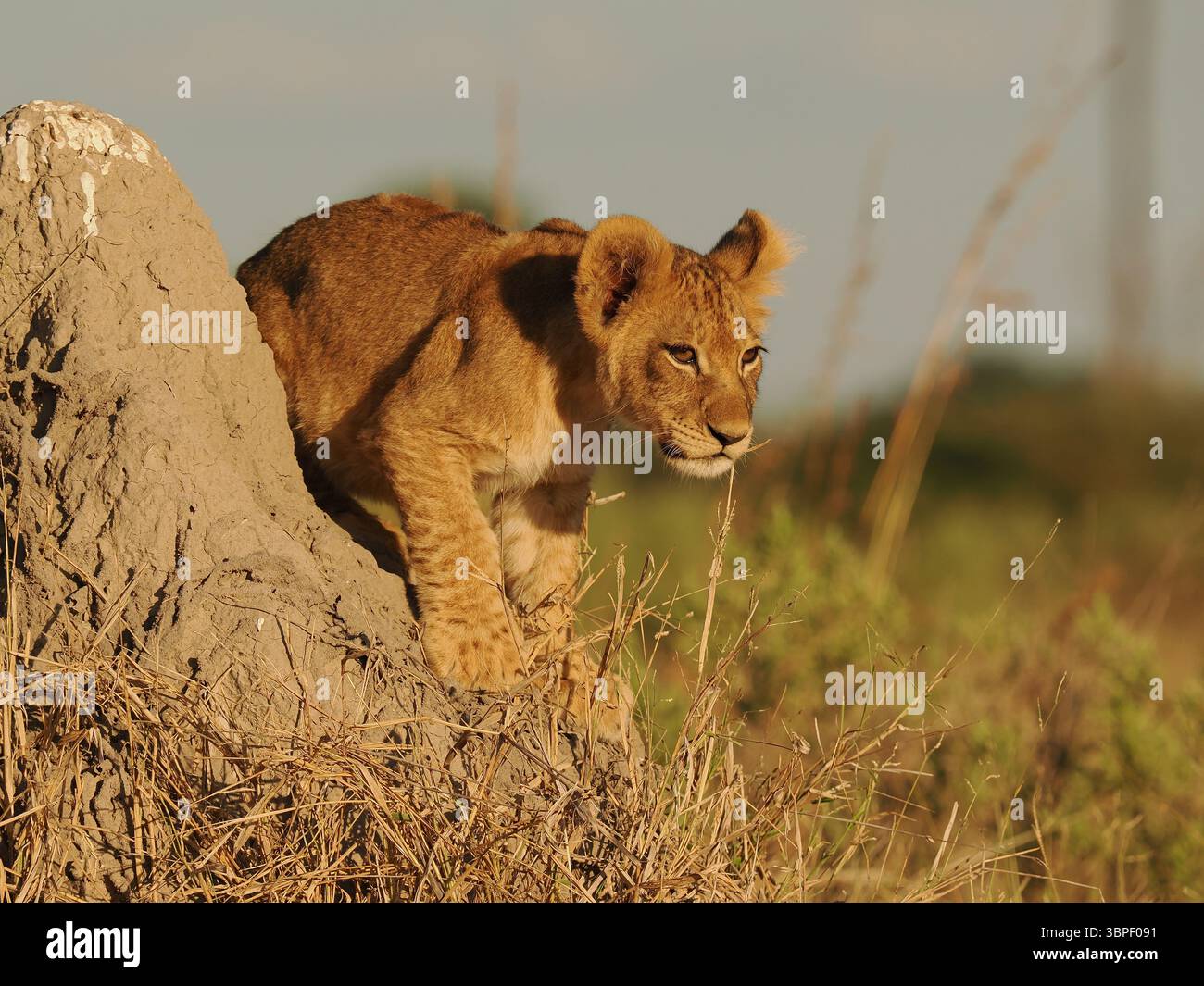 The African lion is the apex predator of the continent. With the ...
