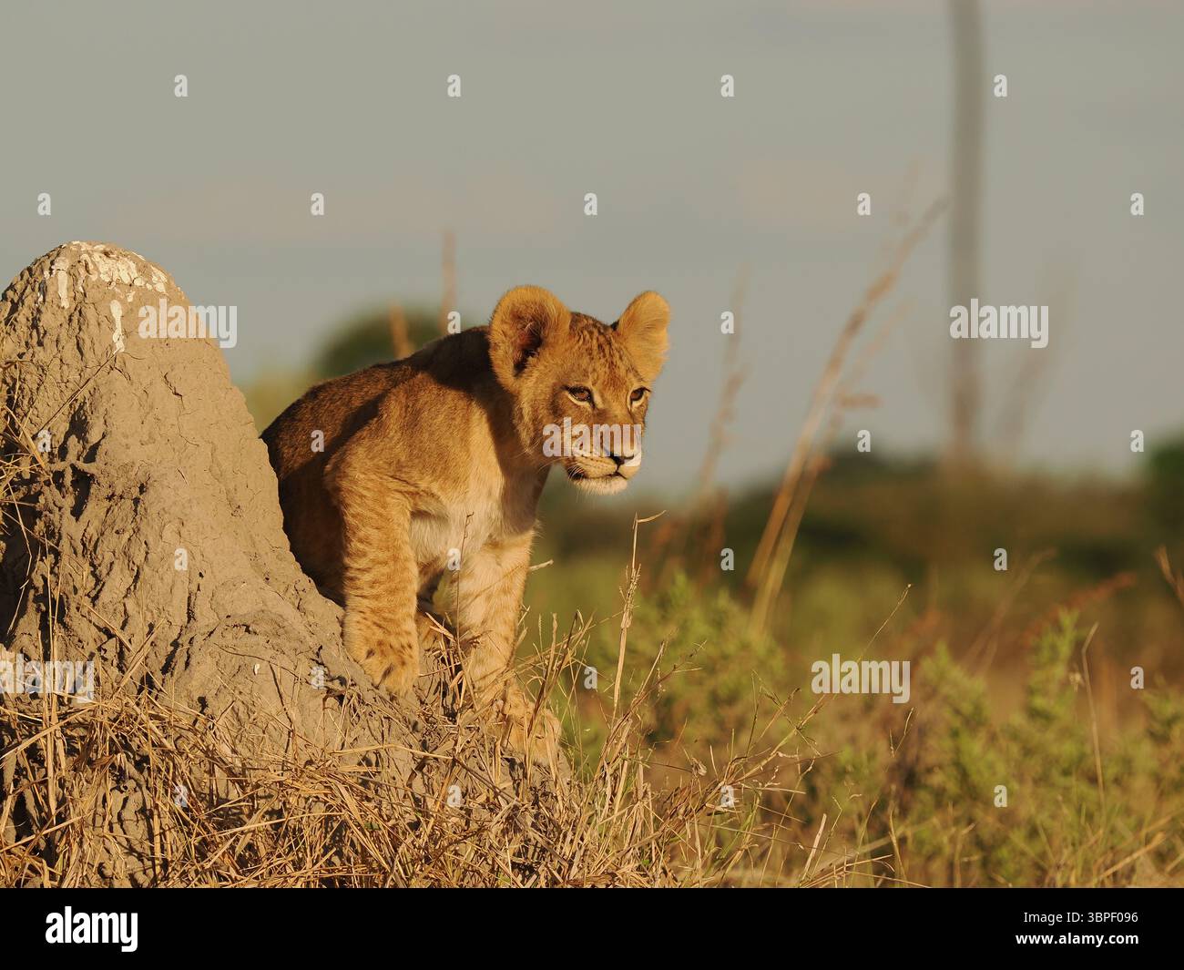 The African lion is the apex predator of the continent. With the ...