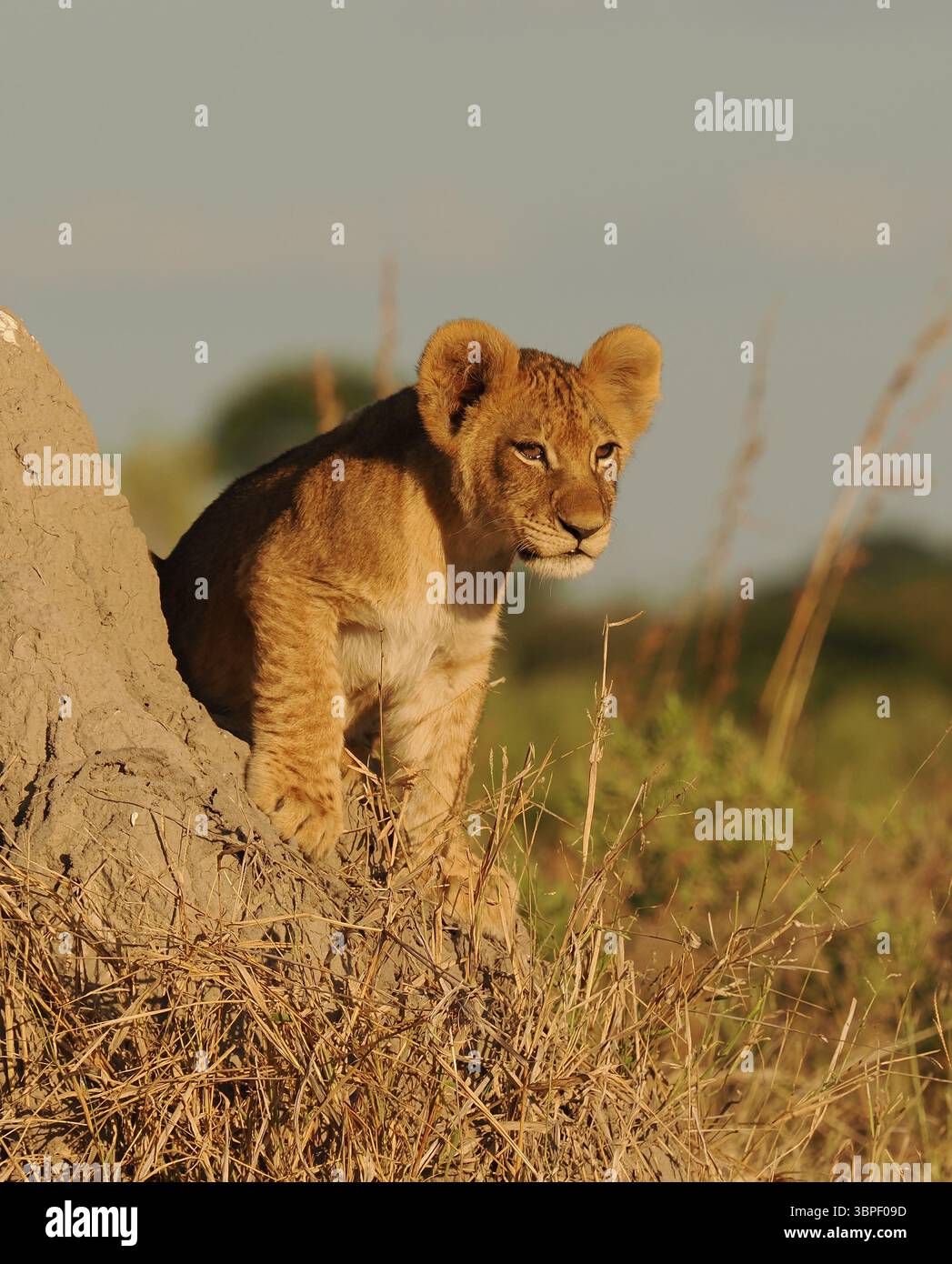 The African lion is the apex predator of the continent. With the ...