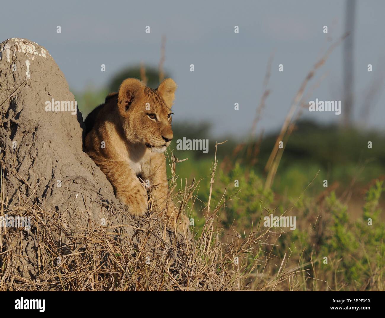 The African lion is the apex predator of the continent. With the ...