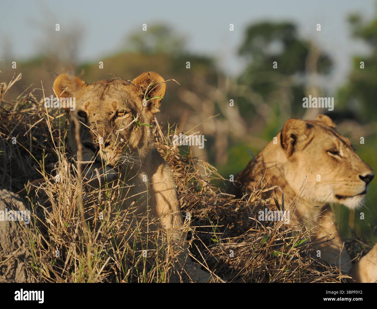 The African lion is the apex predator of the continent. With the ...