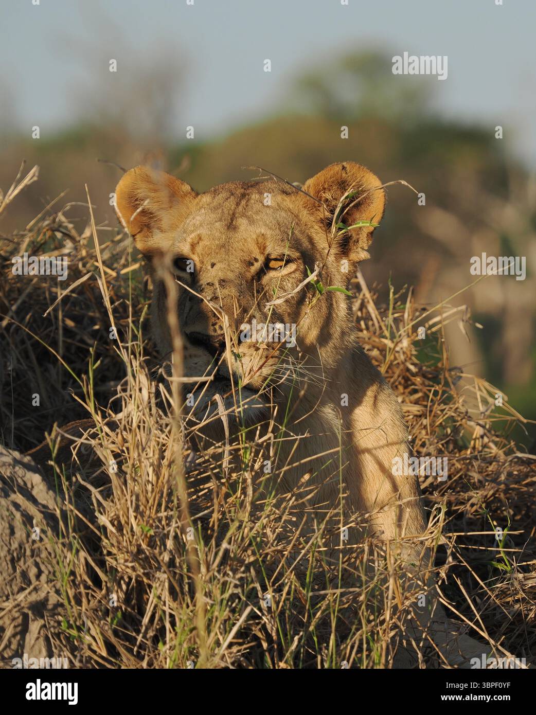 The African lion is the apex predator of the continent. With the ...