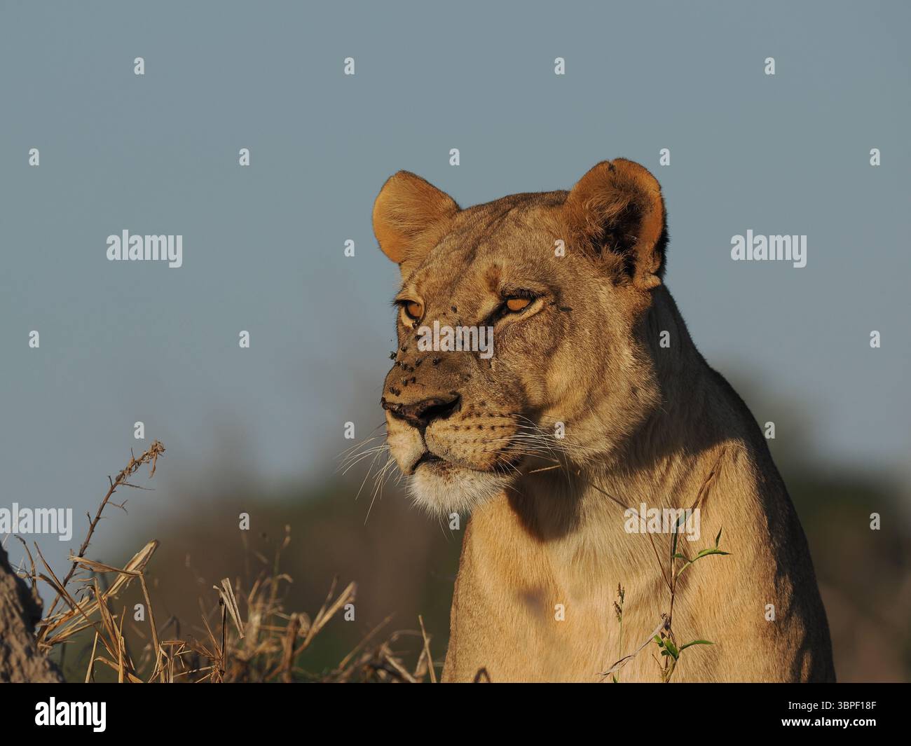 The African lion is the apex predator of the continent. With the ...