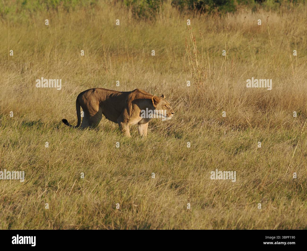 The African lion is the apex predator of the continent. With the ...