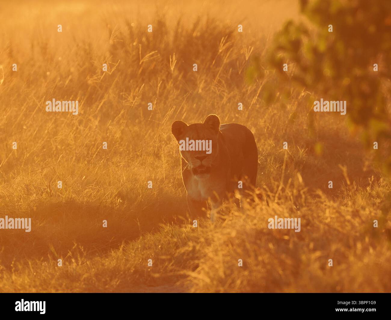 The African lion is the apex predator of the continent. With the ...