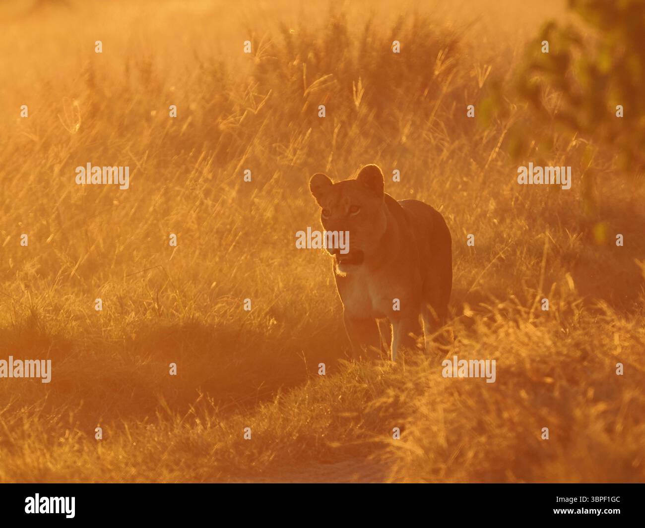 The African lion is the apex predator of the continent. With the ...