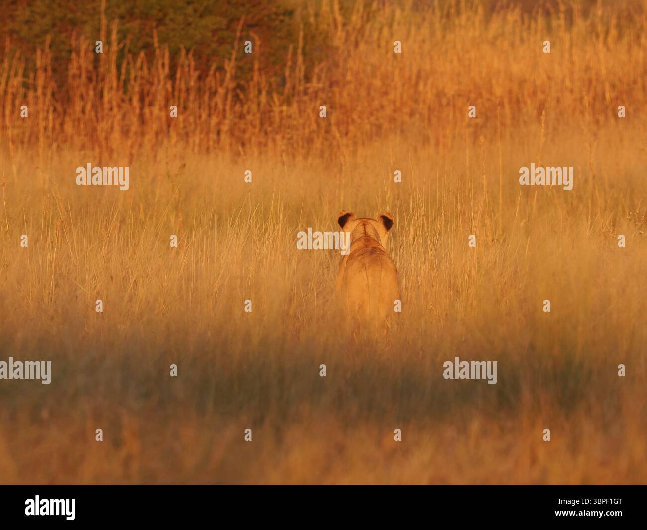 The African lion is the apex predator of the continent. With the ...