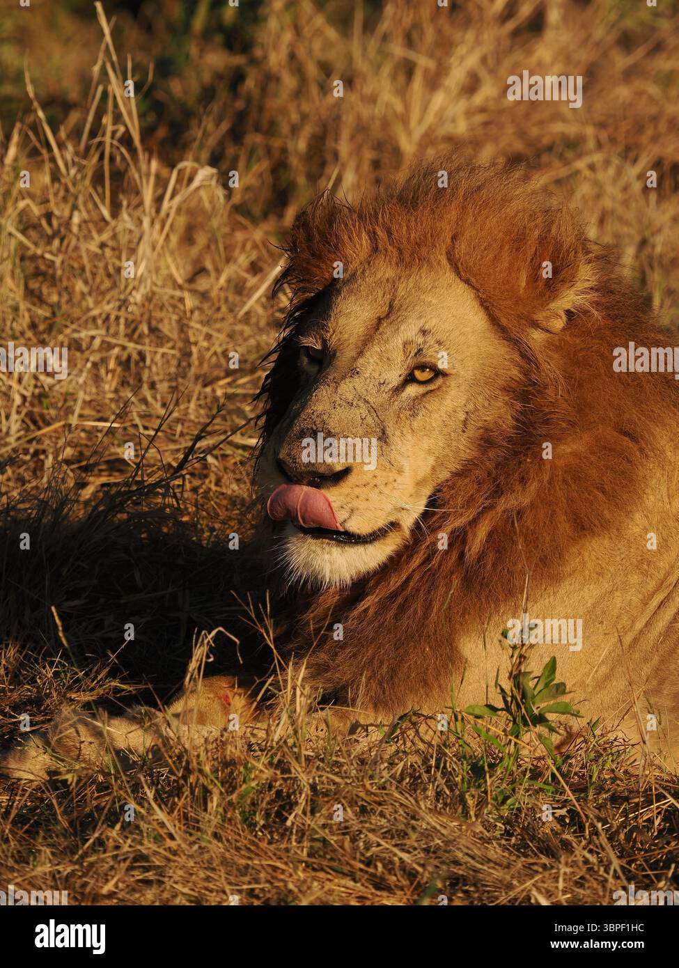 The African lion is the apex predator of the continent. With the ...
