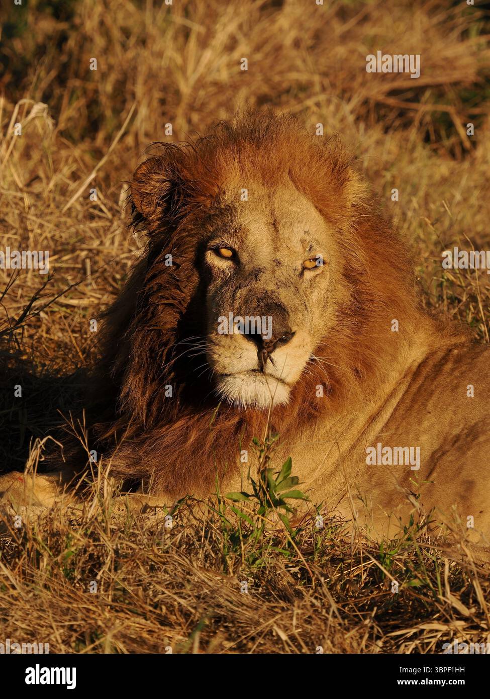 The African lion is the apex predator of the continent. With the ...