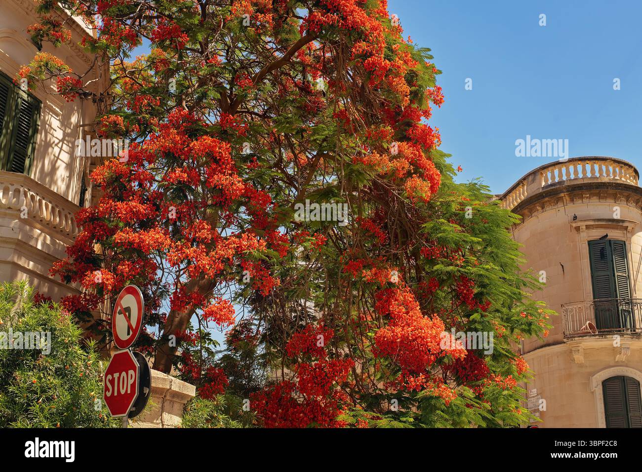 Bright red flowers among lush foliage of a flamboyant tree at an urban ...