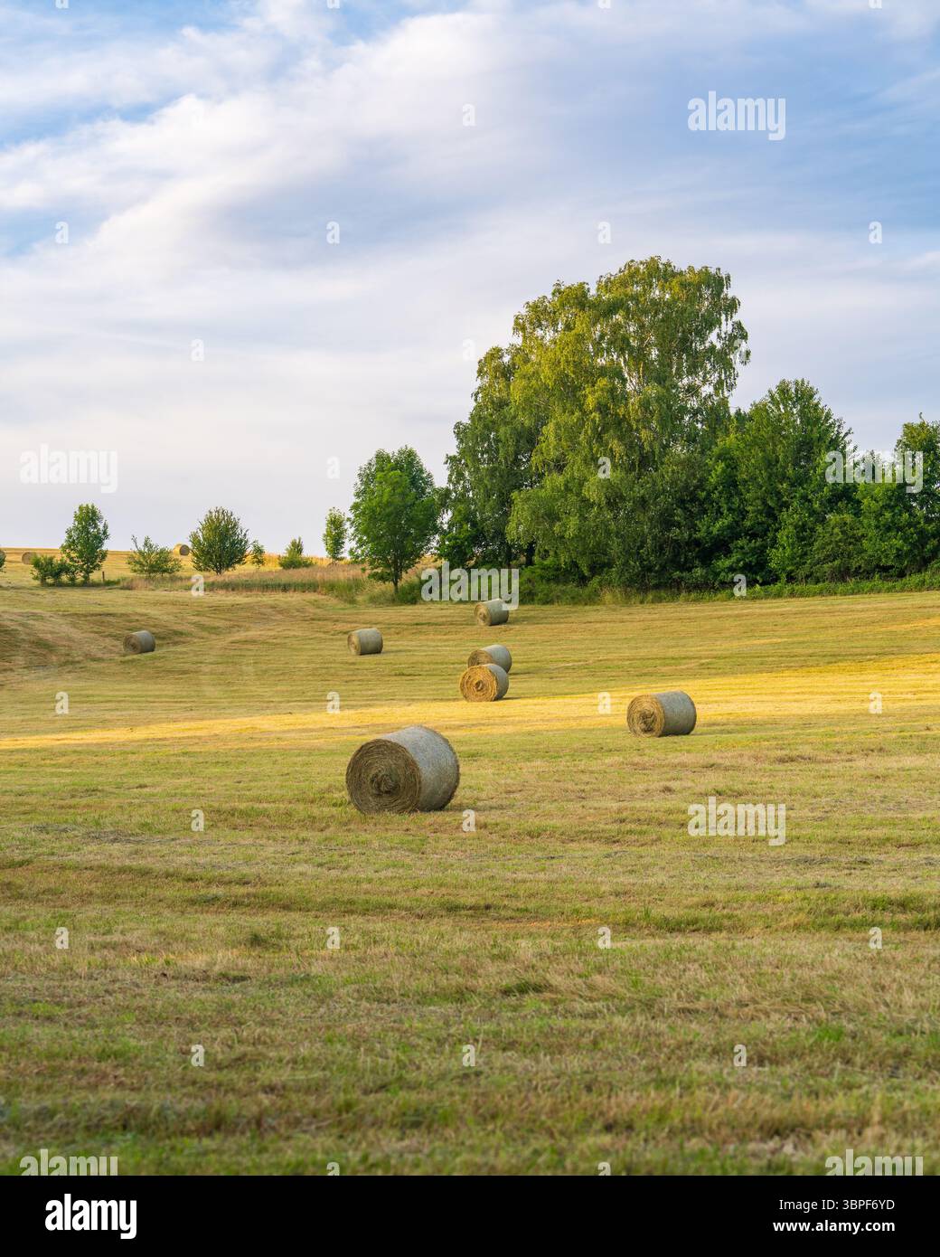 Round hay bales scattered across freshly mown field in golden light of ...