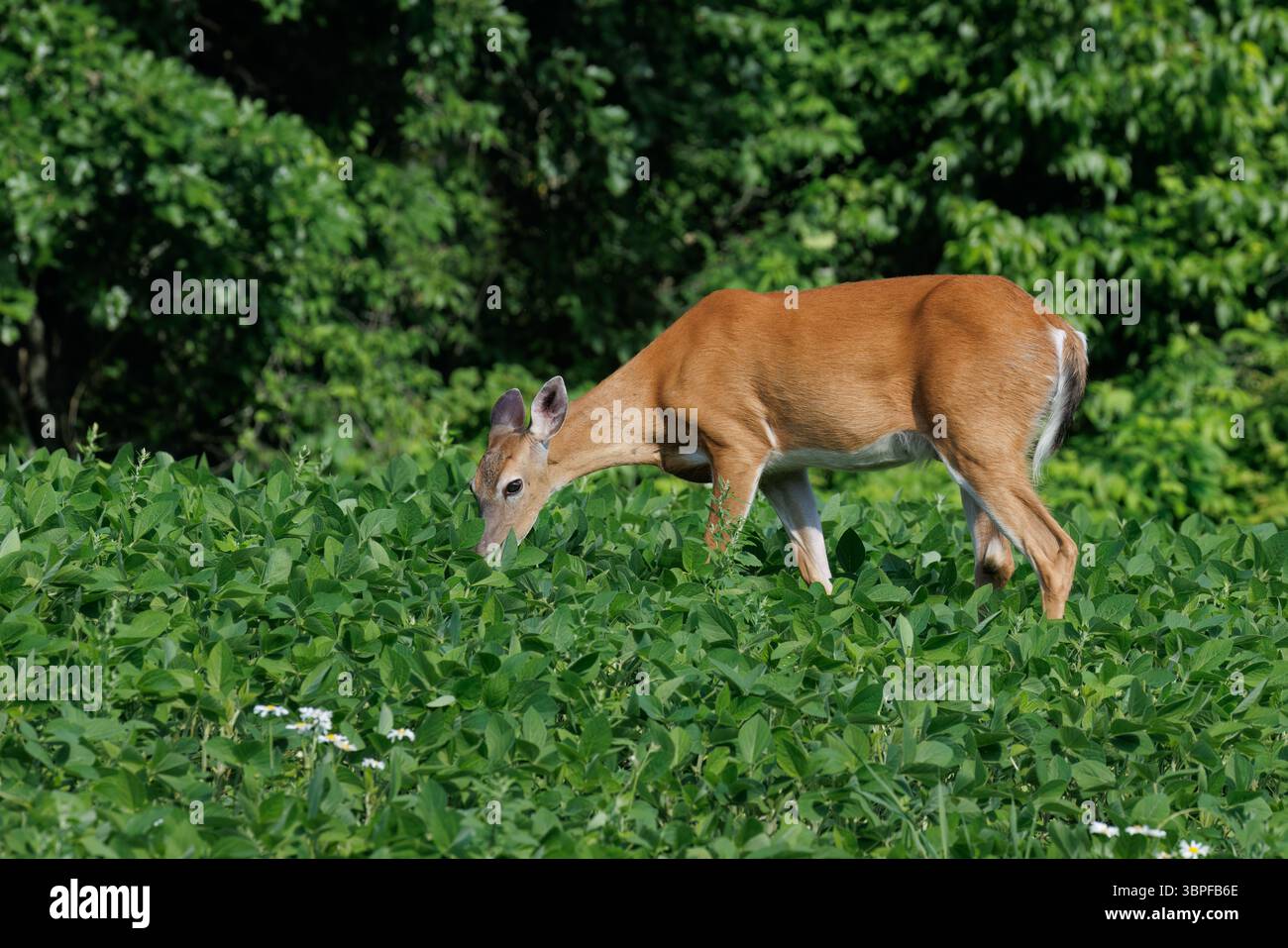 White-tailed doe in a soybean field in northern Wisconsin Stock Photo ...